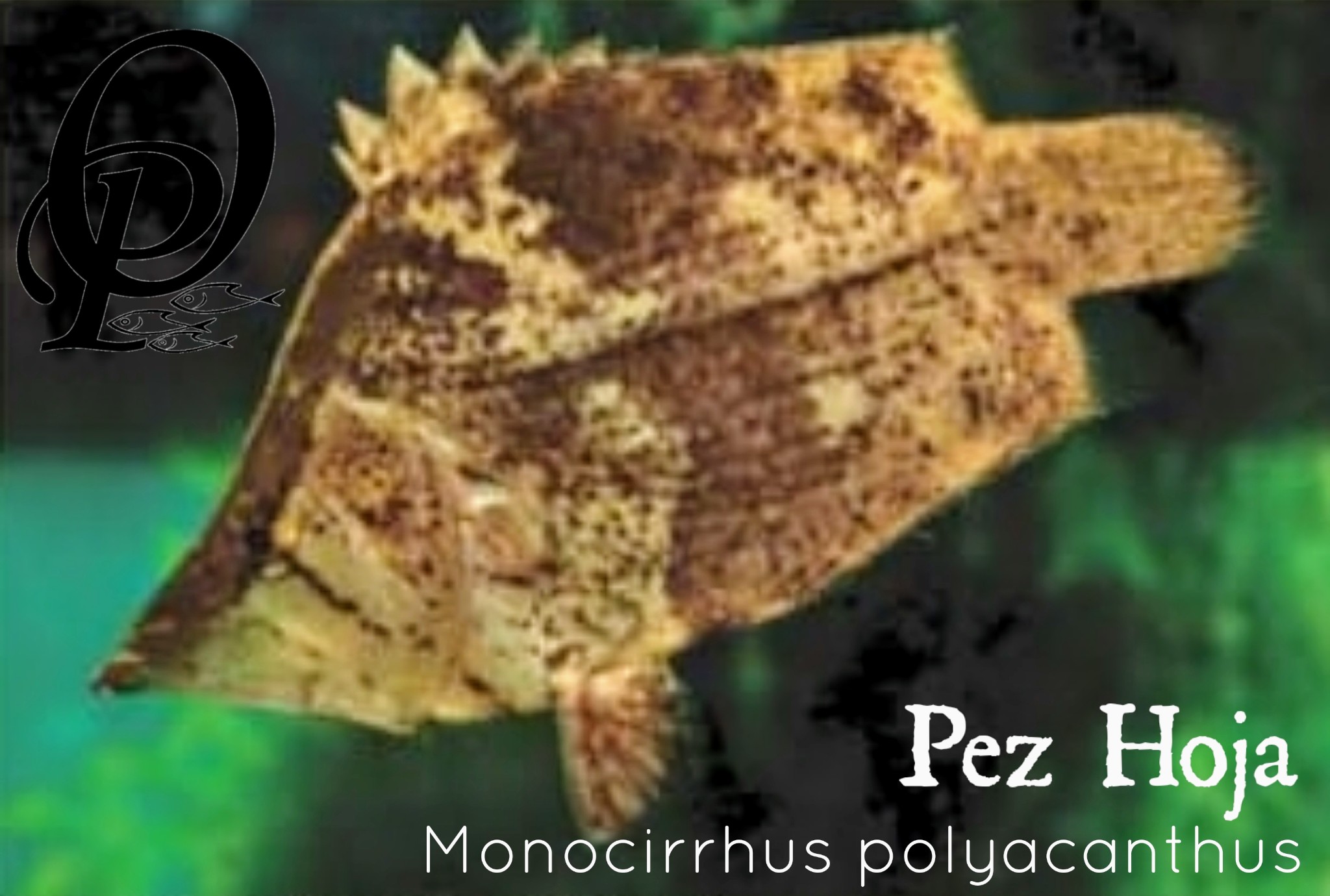 PEZ HOJA – MONOCIRRHUS POLYACANTHUS – ORNAMENTALES PEDRAZA