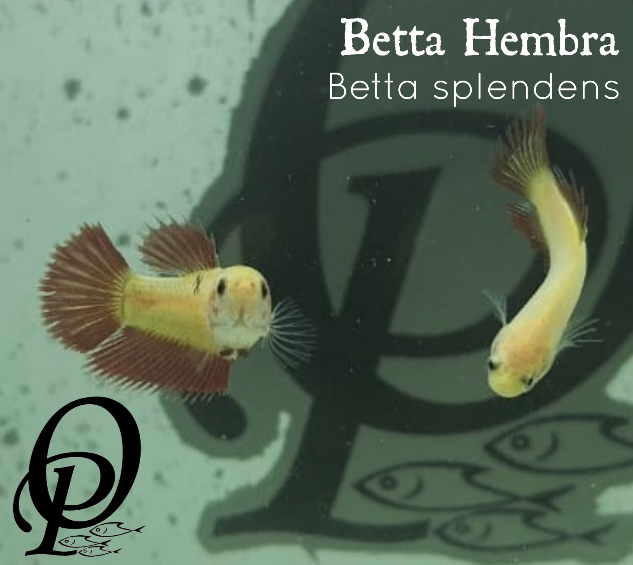 BETTA HEMBRA – BETTA SPLENDENS – ORNAMENTALES PEDRAZA