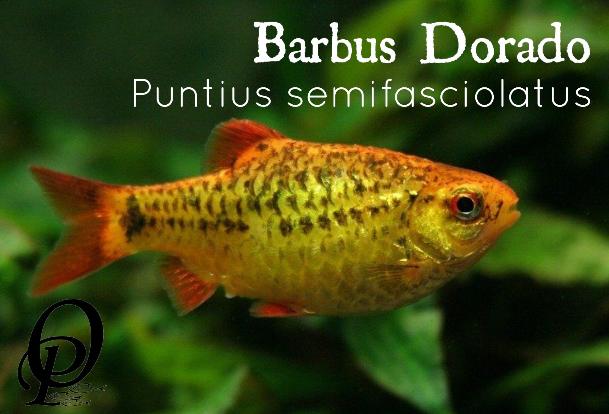 BARBUS DORADO – PUNTIUS SEMIFASCIOLATUS – ORNAMENTALES PEDRAZA