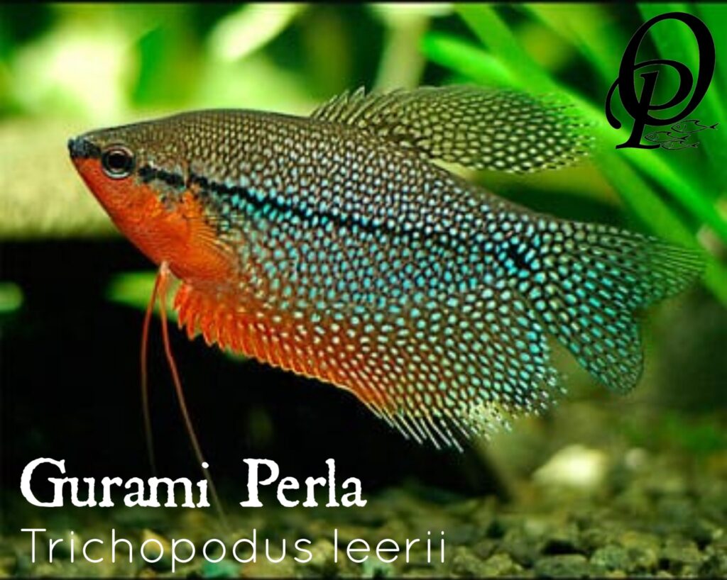 GURAMI PERLA – TRICHOPODUS LEERII – ORNAMENTALES PEDRAZA
