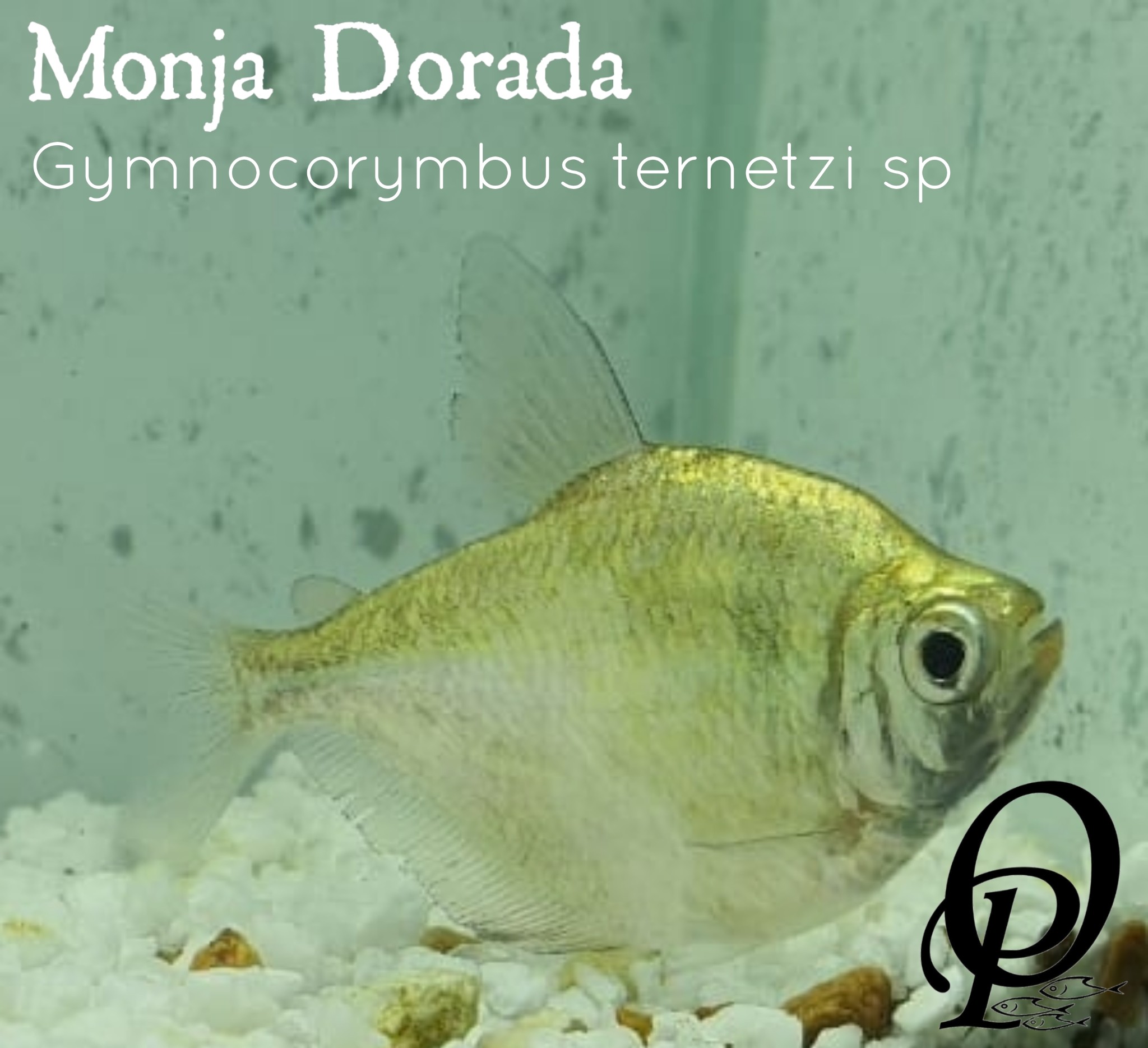 MONJA DORADA – GYMNOCORYMBUS TERNETZI SP – ORNAMENTALES PEDRAZA