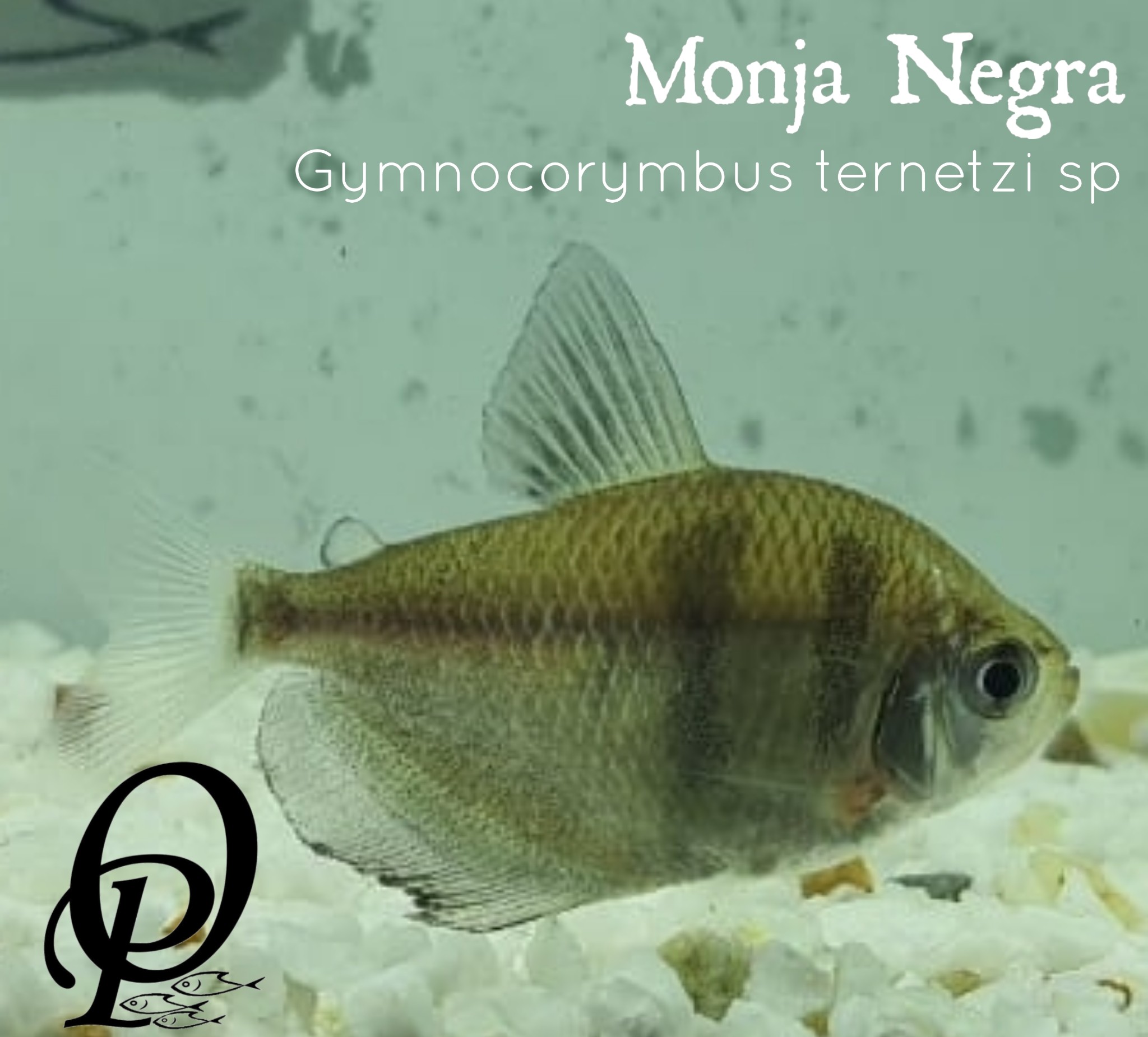 MONJA NEGRA – GYMNOCORYMBUS TERNETZI SP – ORNAMENTALES PEDRAZA