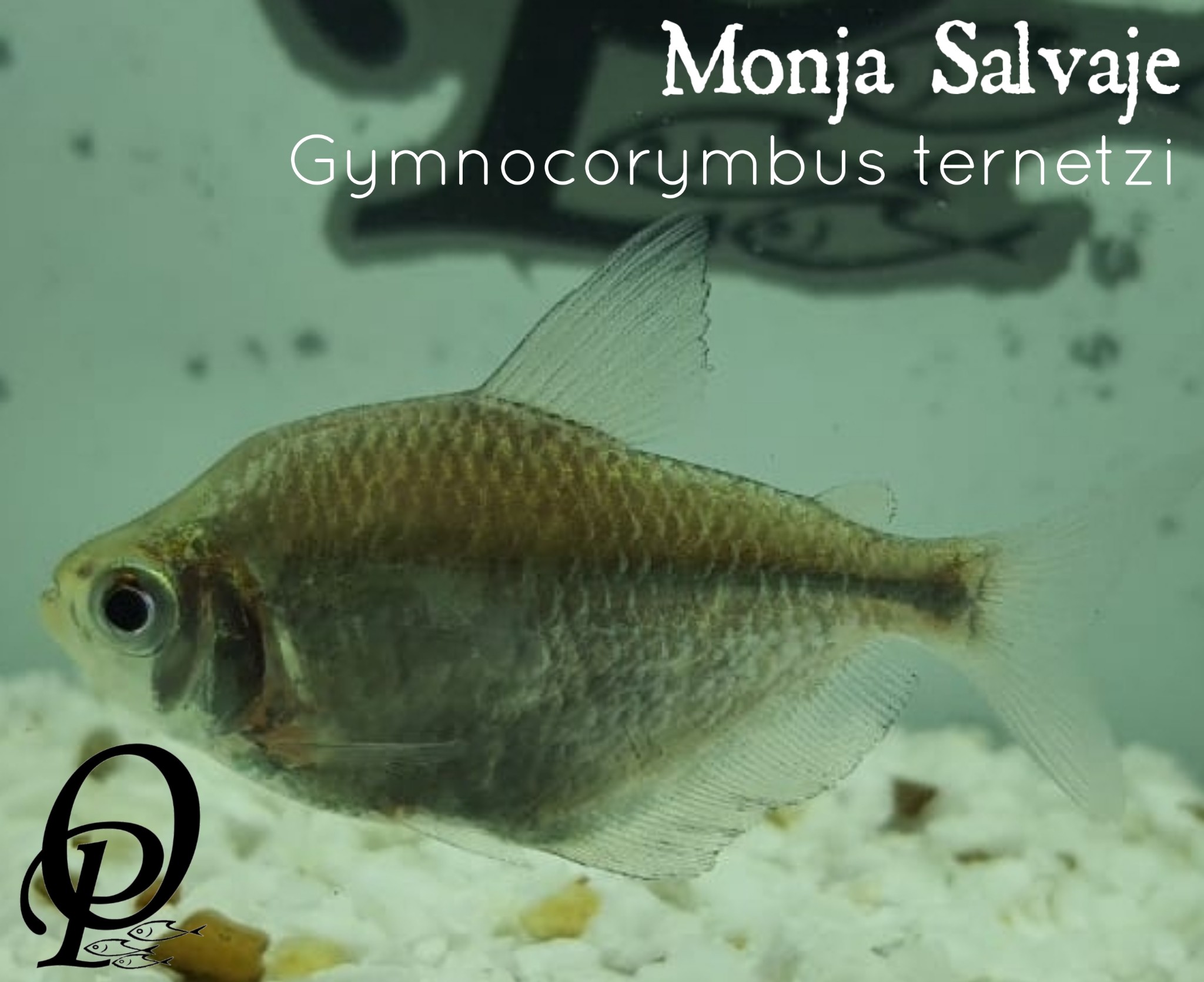 MONJA SALVAJE – GYMNOCORYMBUS TERNETZI – ORNAMENTALES PEDRAZA