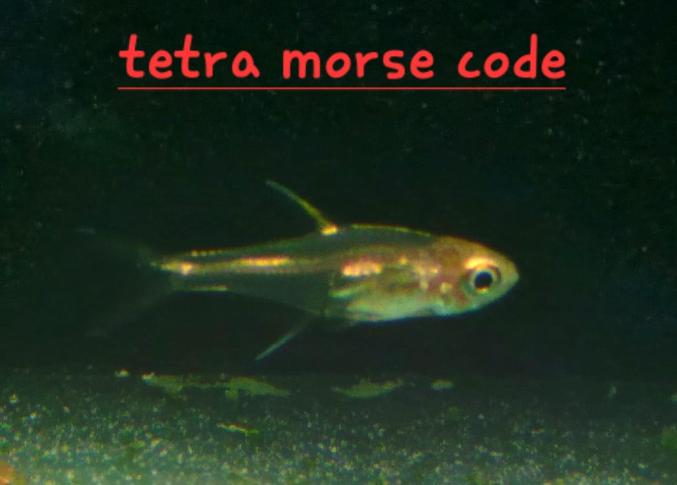 TETRA MORSE – TETRA CODE MORSE – ORNAMENTALES PEDRAZA