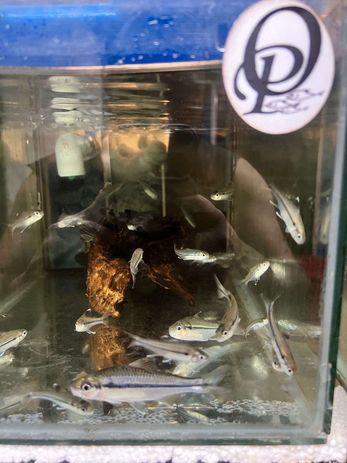 TETRA TIBURON – ORNAMENTALES PEDRAZA