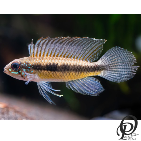 Apistogramma Iniridae